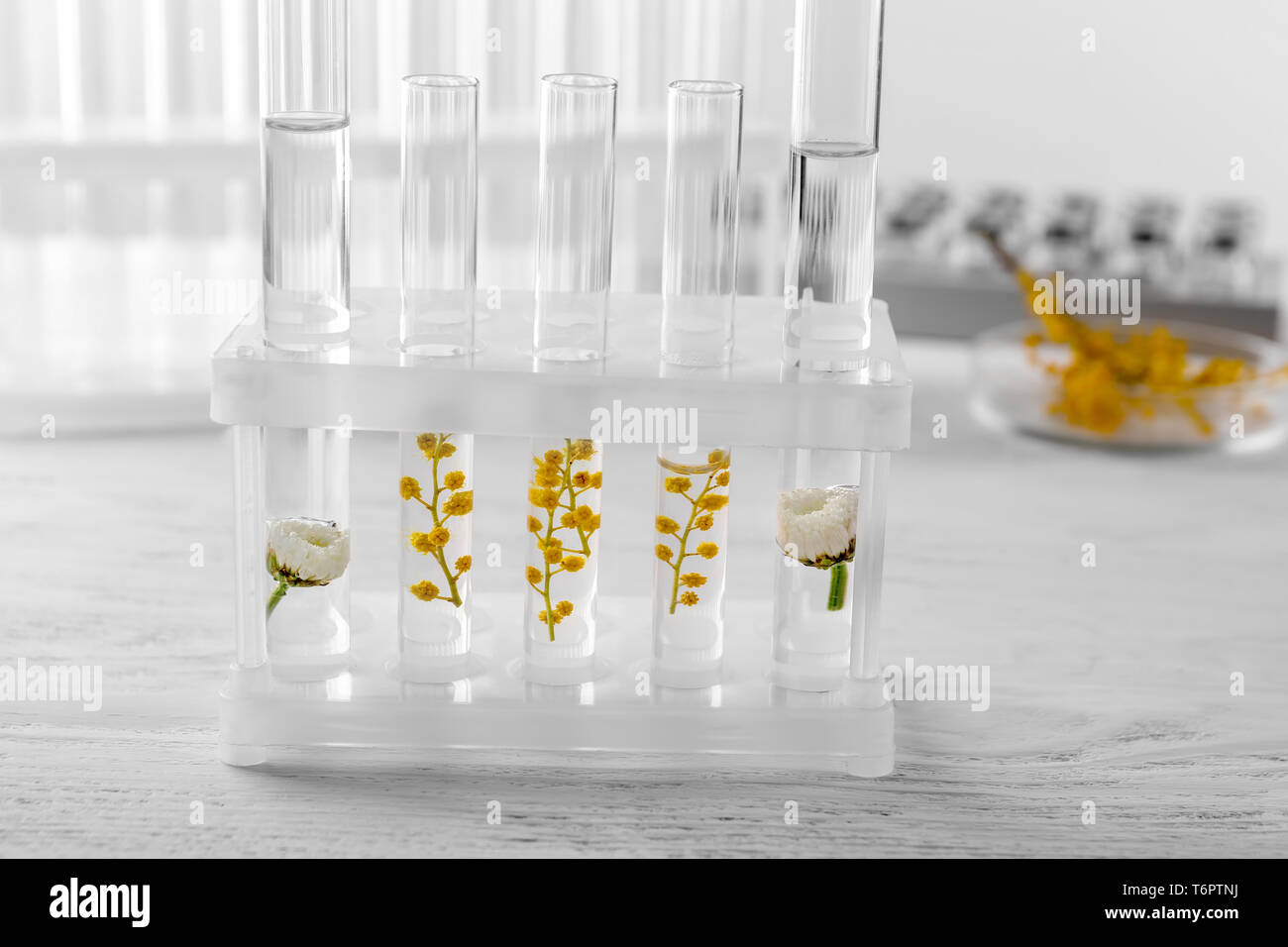 Test tubes with flowers in rack on table Stock Photo - Alamy