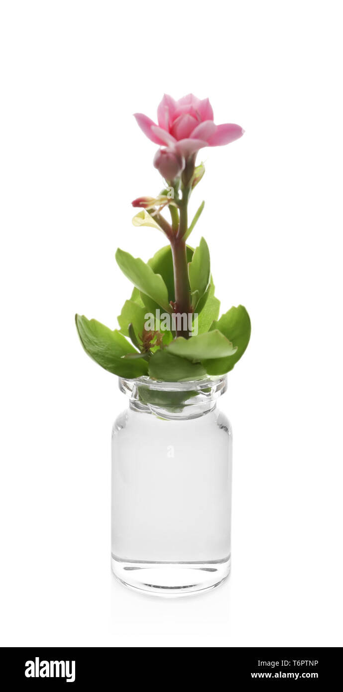 Glass flask with flower on white background Stock Photo - Alamy