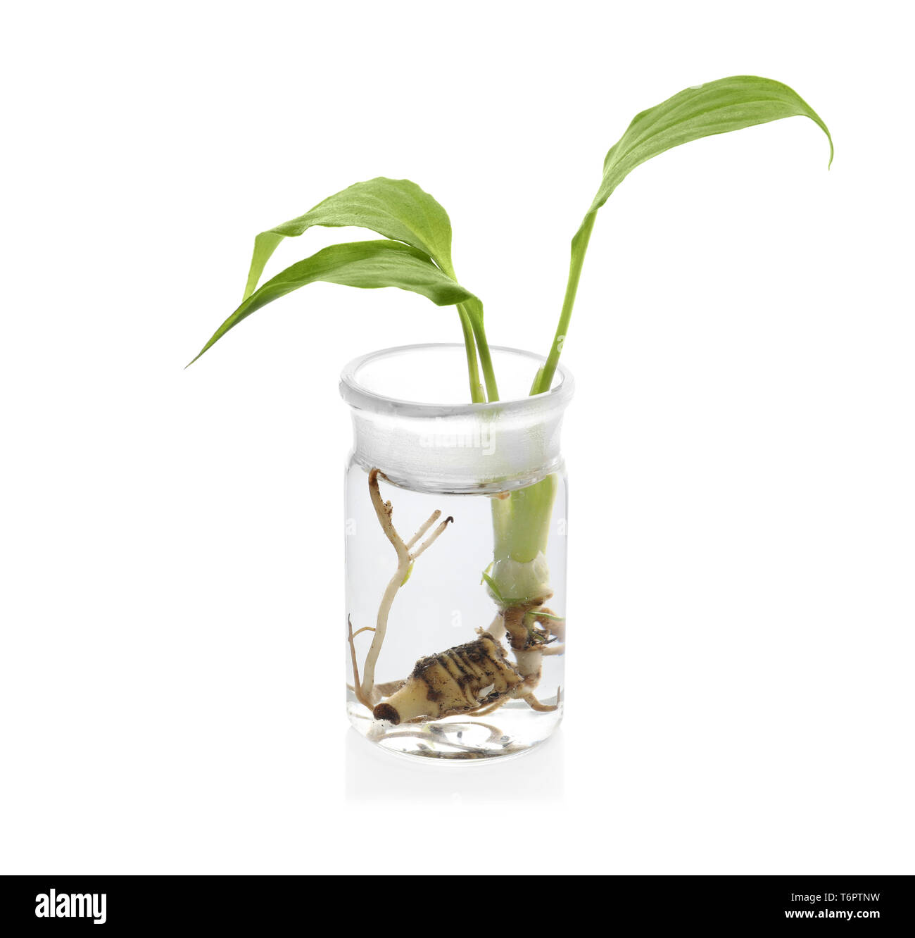 Glass flask with plant on white background Stock Photo - Alamy