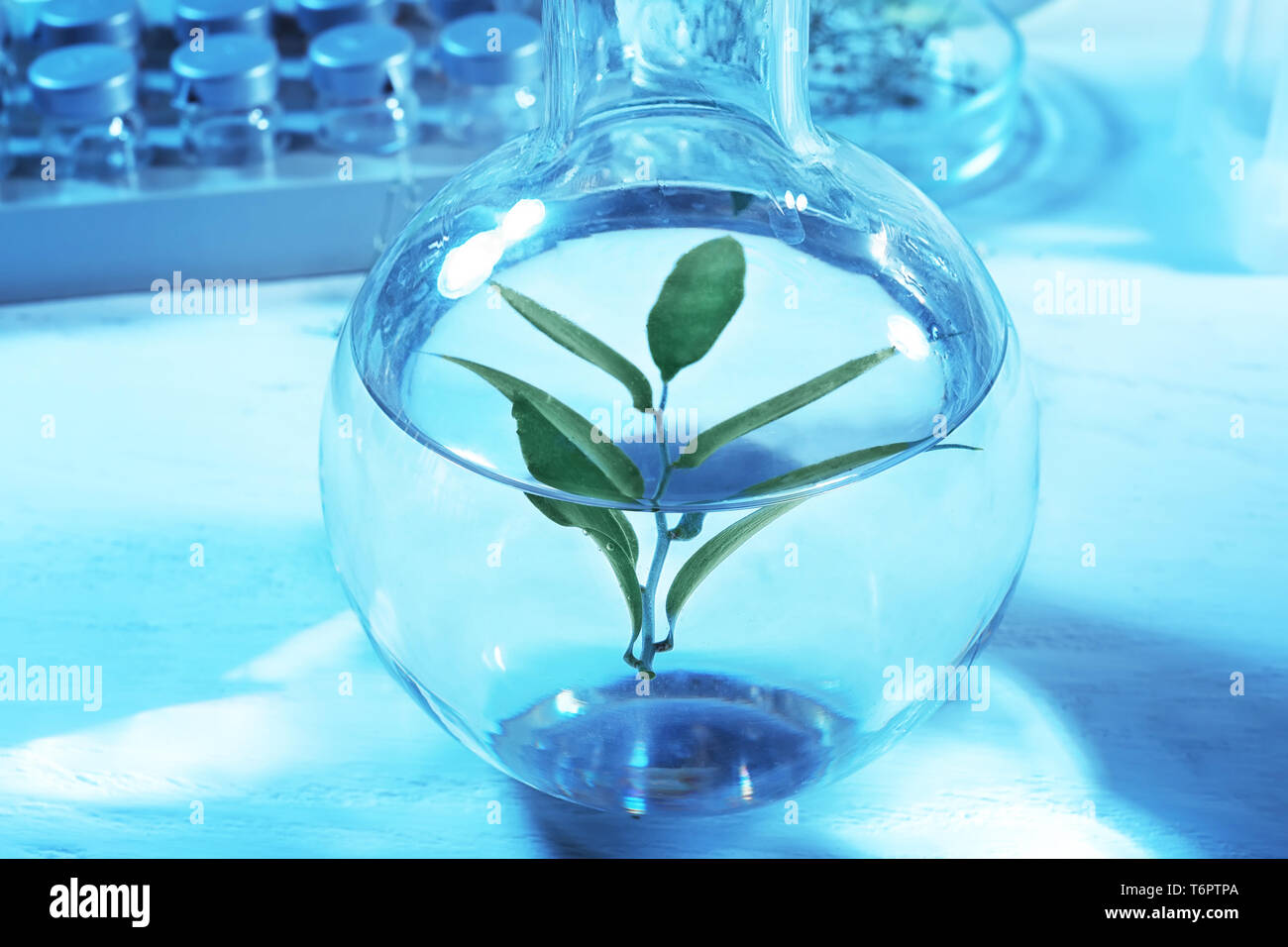 Glass flask with plant on table in laboratory Stock Photo - Alamy