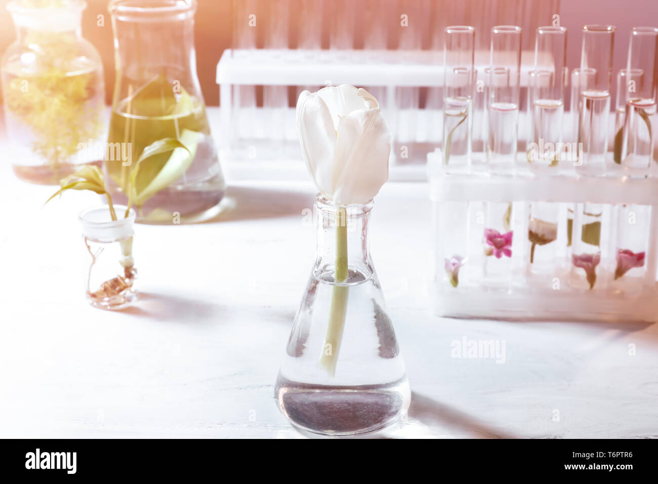 Test tube flower nobody hi-res stock photography and images - Alamy