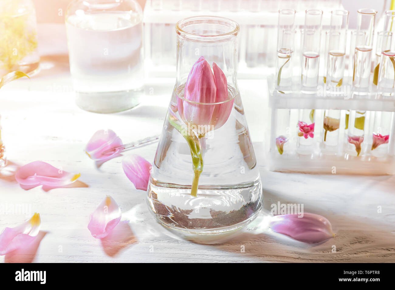 Test tube flower nobody hi-res stock photography and images - Alamy