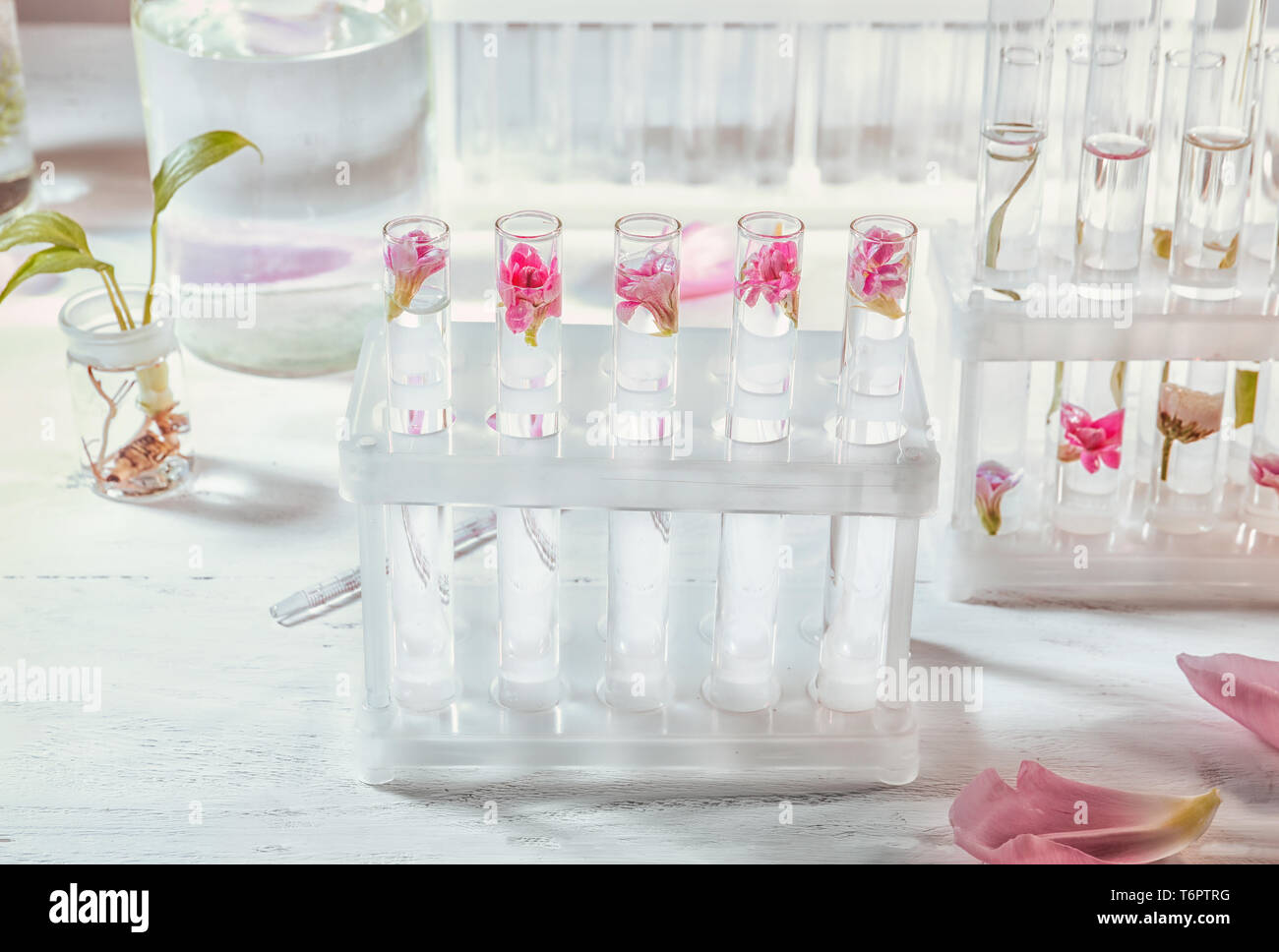 Test tubes with flowers in rack on table Stock Photo - Alamy