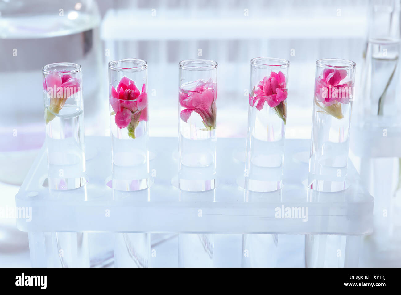Test tubes with flowers in rack on table Stock Photo - Alamy