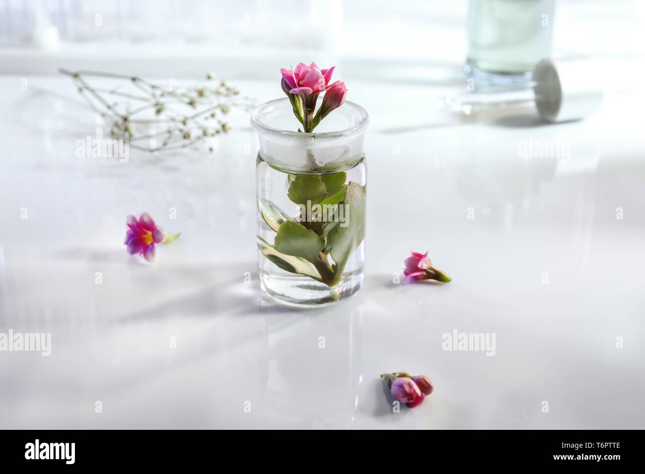 Test tube flower nobody hi-res stock photography and images - Alamy