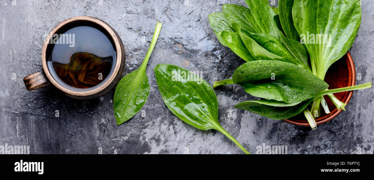 Plantain tea with fresh ribwort plantain leaves Stock Photo - Alamy