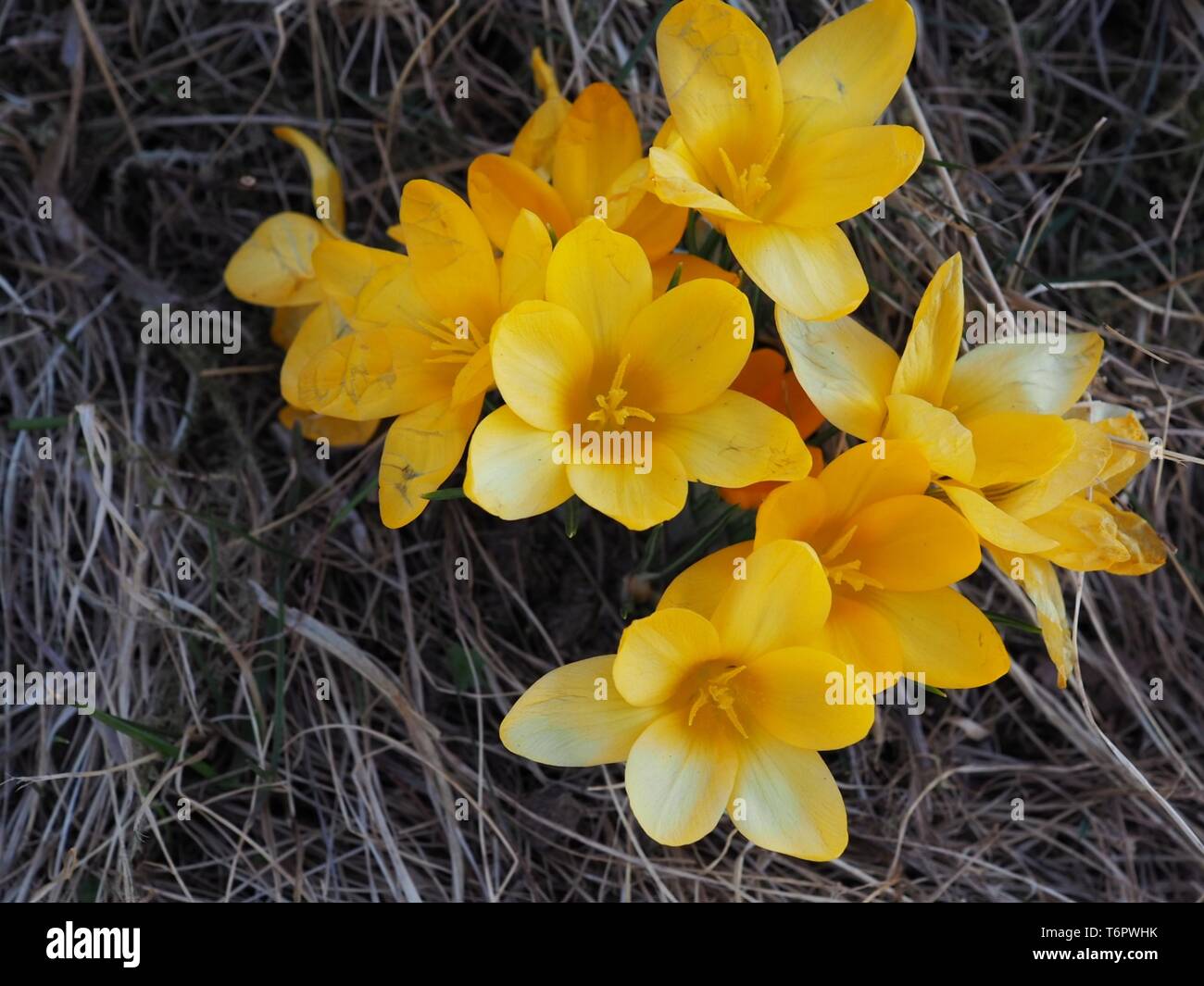 Painswick park garden garden hi-res stock photography and images - Alamy