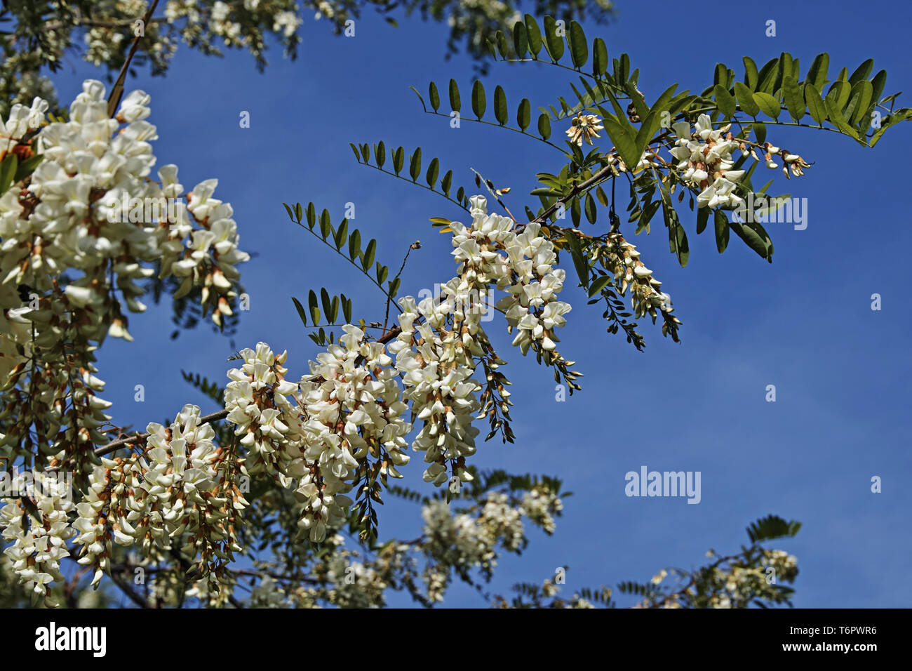 false acacia, flowers and leaves, robinia pseudoacacia Stock Photo - Alamy