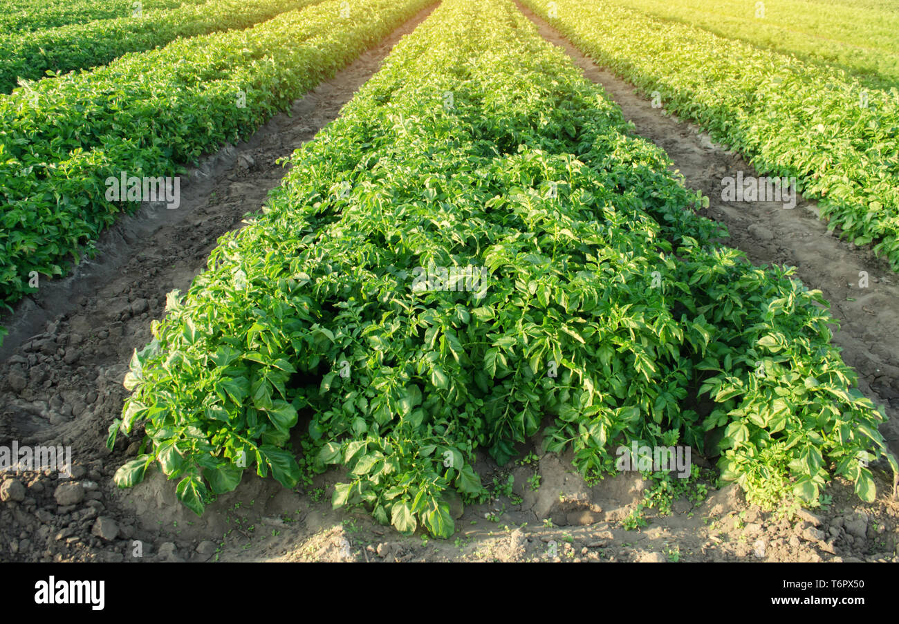 Potatoes plantations grow in the field. Vegetable rows. Farming, agriculture. Landscape with ...