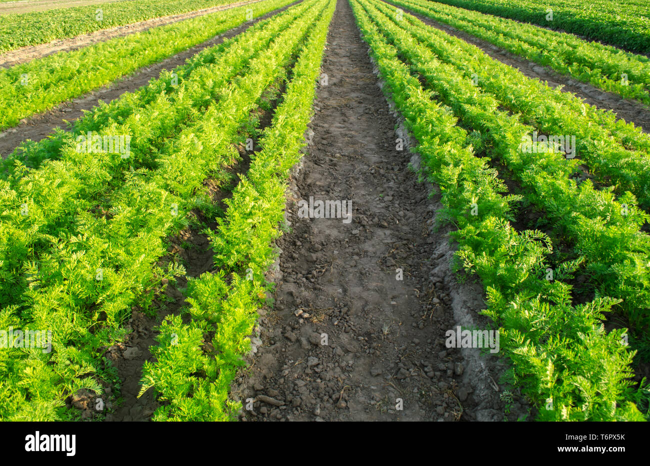 Carrot plantations grow in the field. Vegetable rows. Growing ...