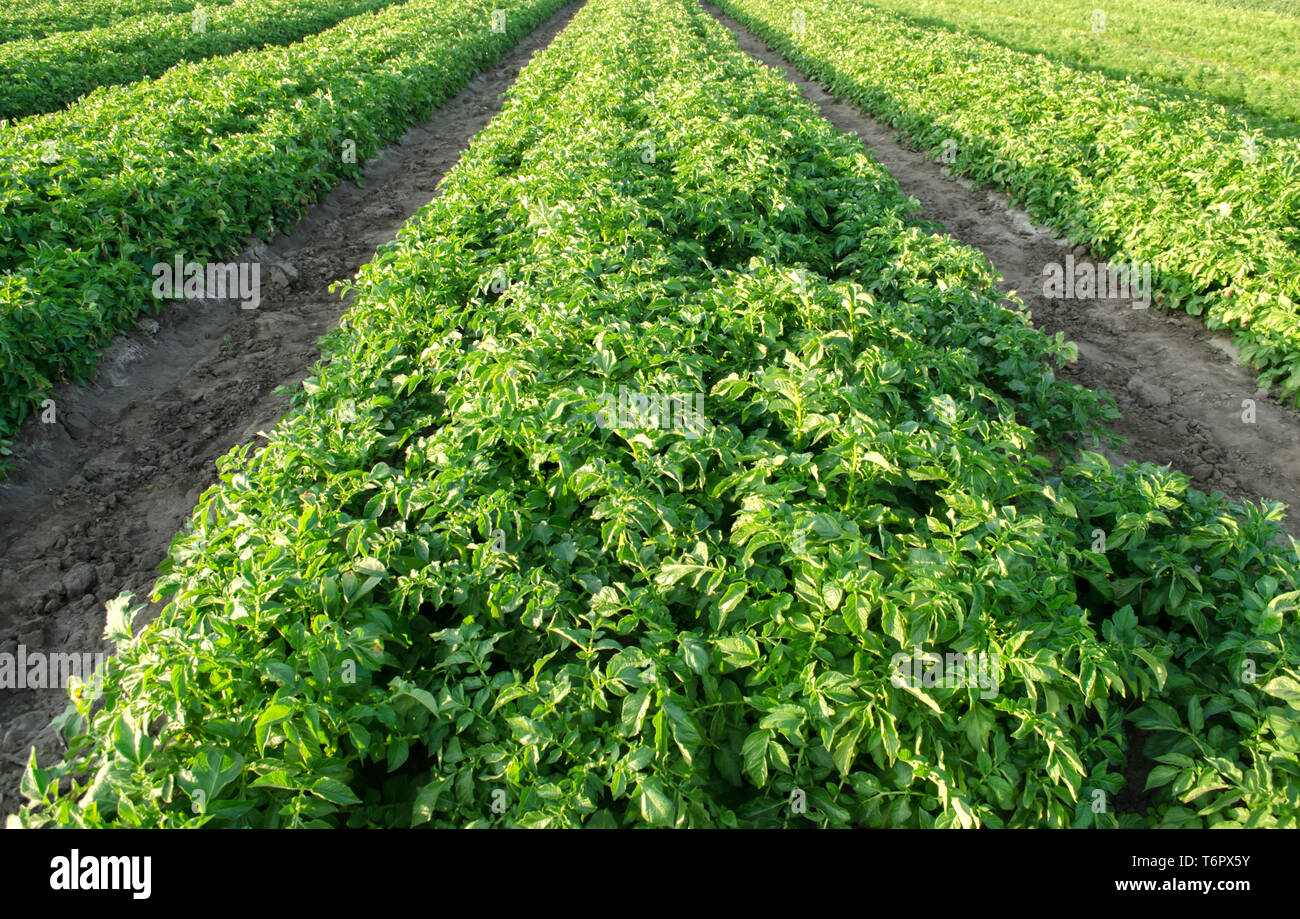 Potatoes plantations grow in the field. Vegetable rows. Farming, agriculture. Landscape with ...
