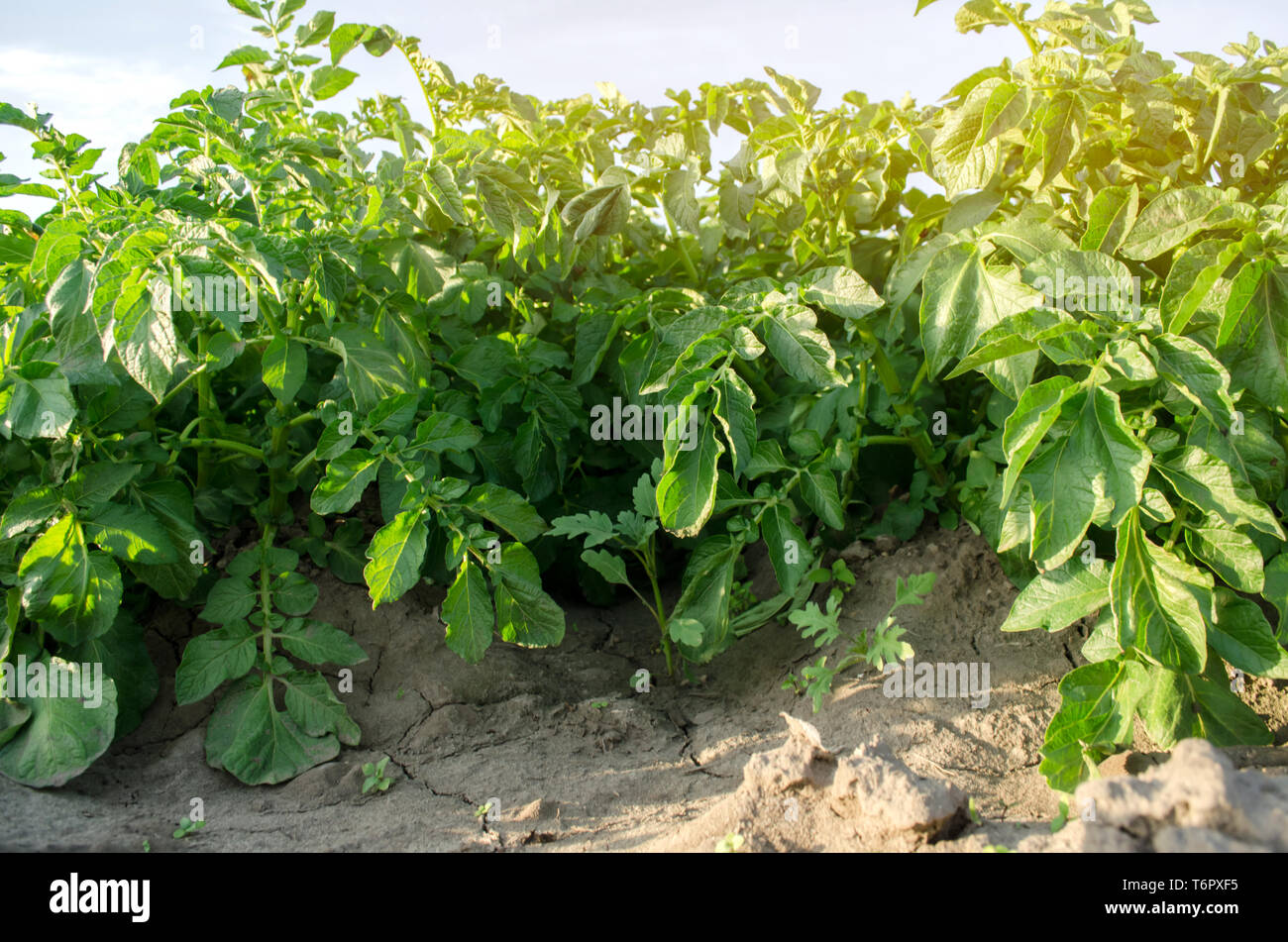 Potato bushes grow in the field. Vegetable rows. Agricultural grounds ...