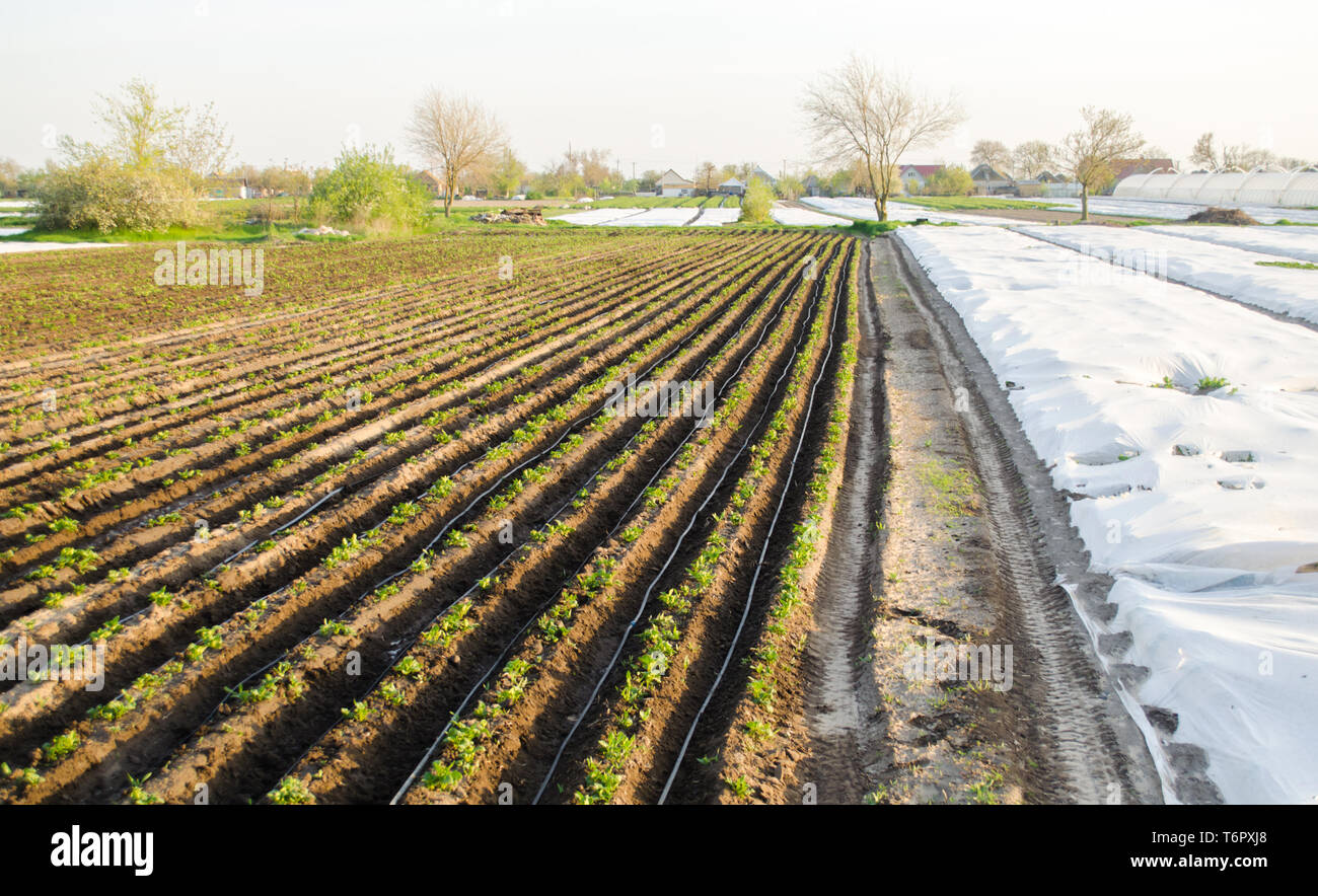 Rows of young potatoes grow in the field. Drip irrigation. Farmland ...