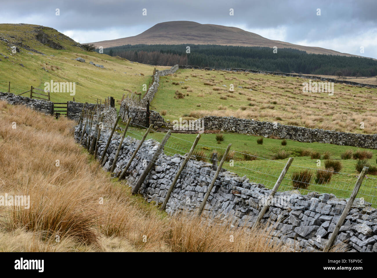 Dry stone walling leading through fields towards Fan Nedd in the ...