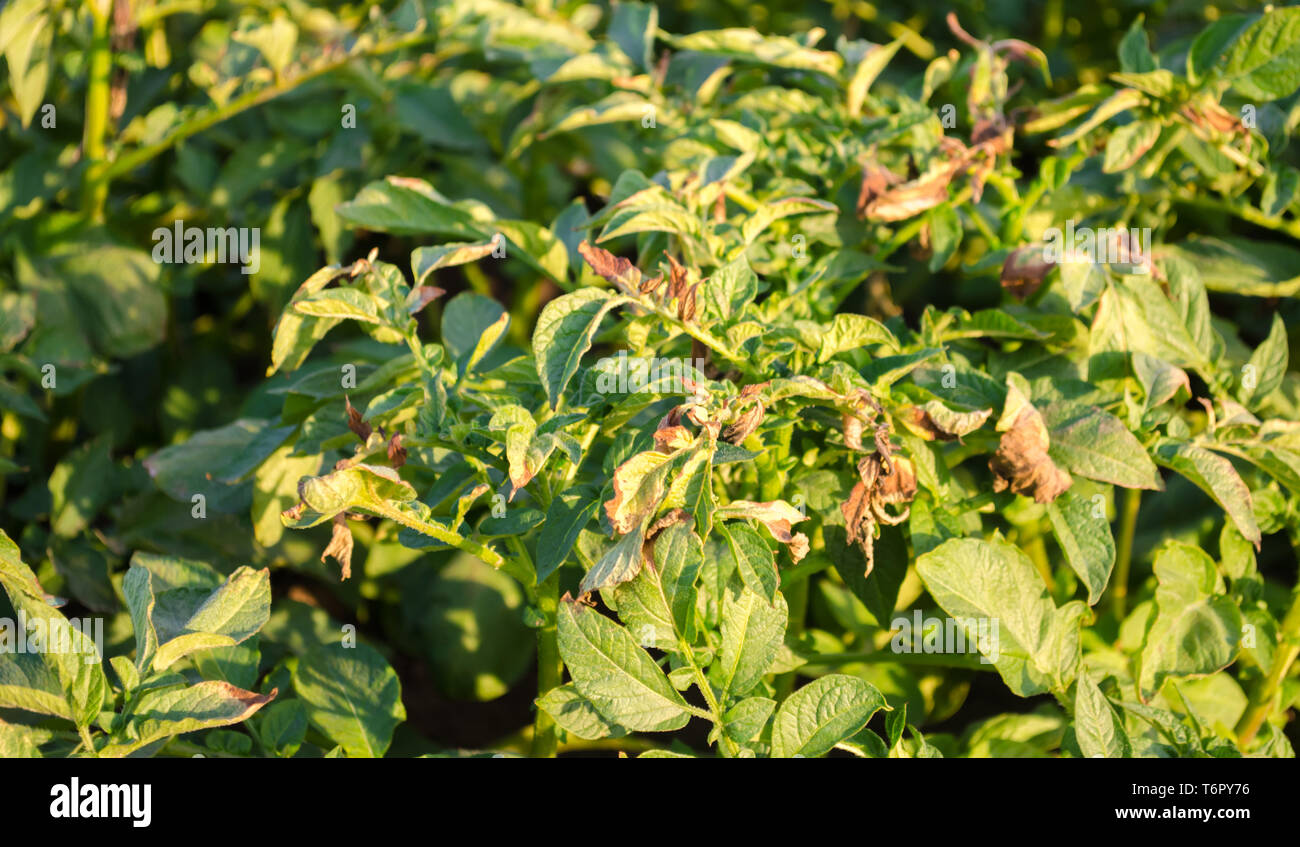 Potato bushes affected by Phytophthora (Phytophthora Infestans) In the ...
