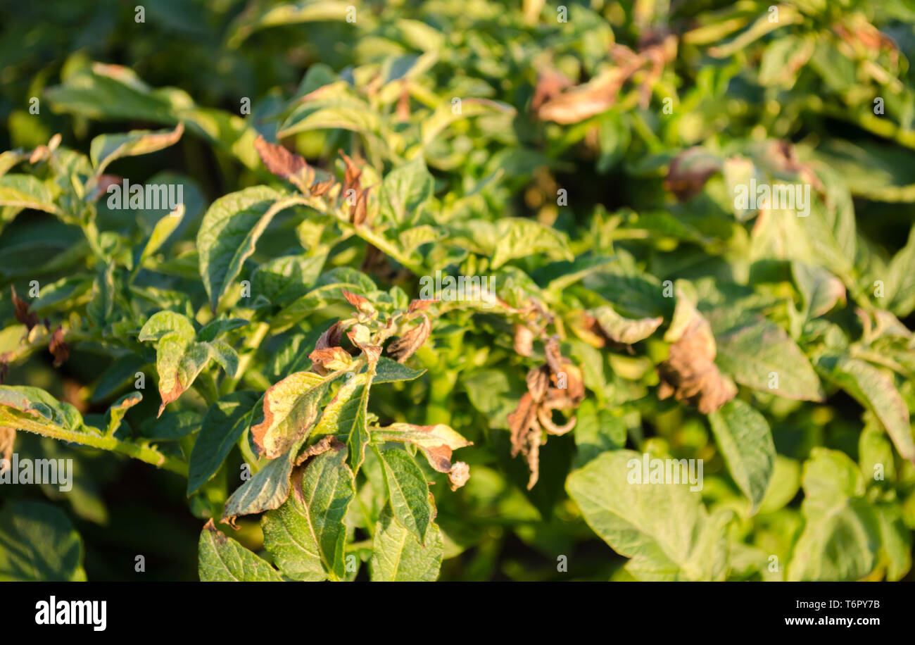 Rotten potato crop hi-res stock photography and images - Alamy