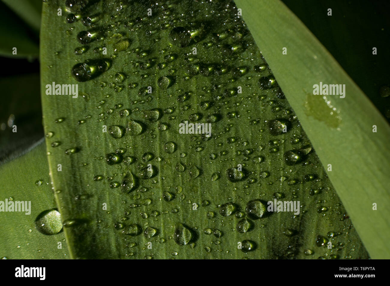 Water droplets on a green leaf isolated Stock Photo - Alamy