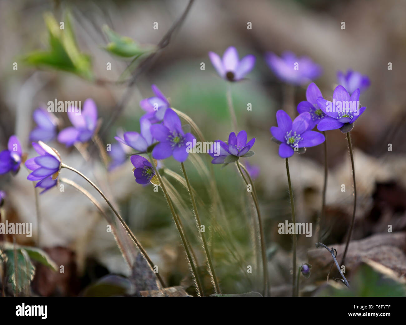 Common hepatica hi-res stock photography and images - Alamy