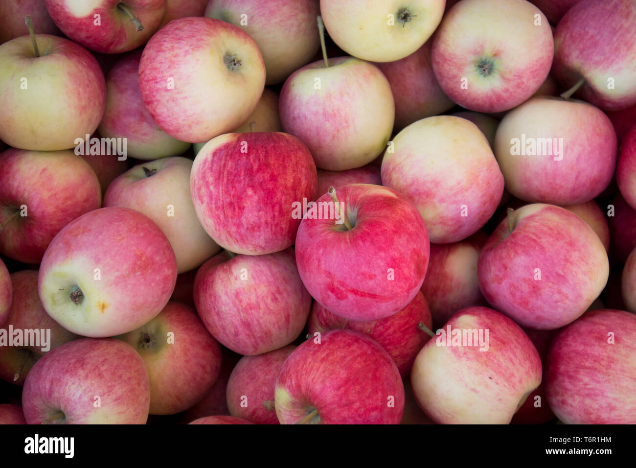 Closeup of many lower grade red apples on shelf display stand for sale ...