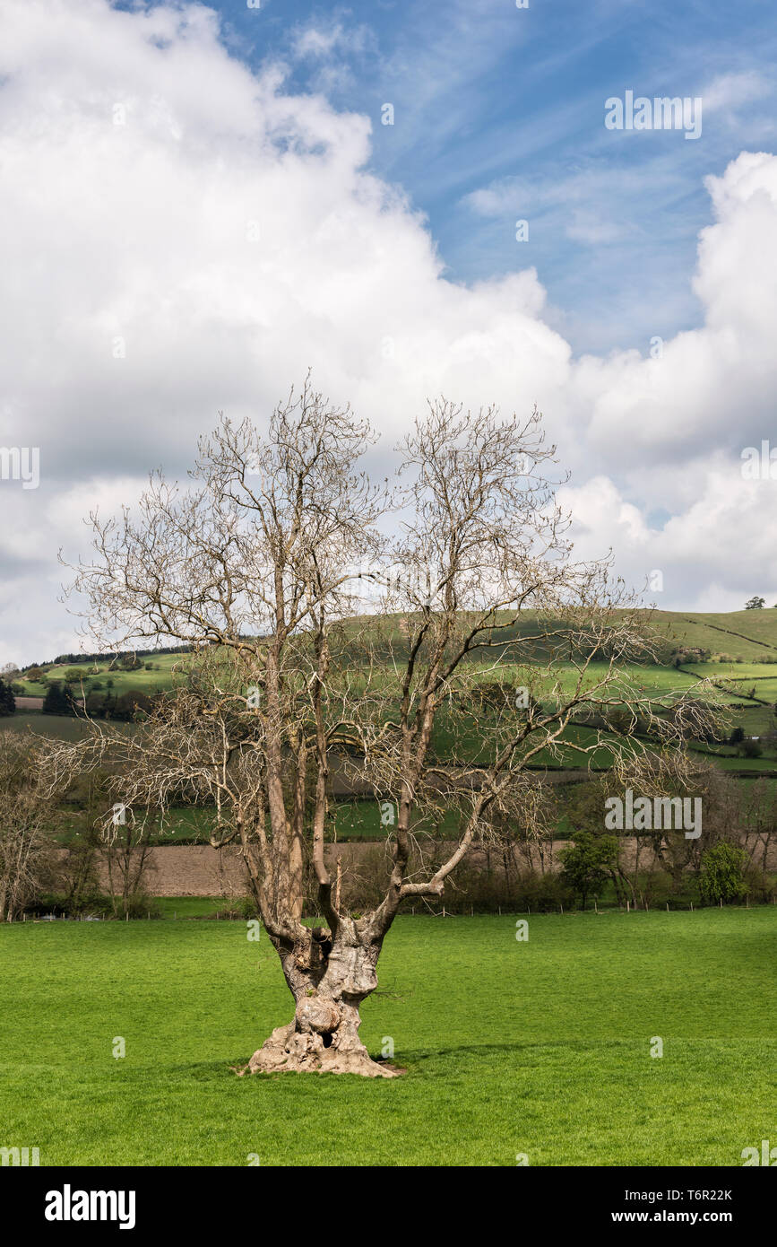 An ancient Common Ash tree (fraxinus excelsior) on the Welsh borders ...