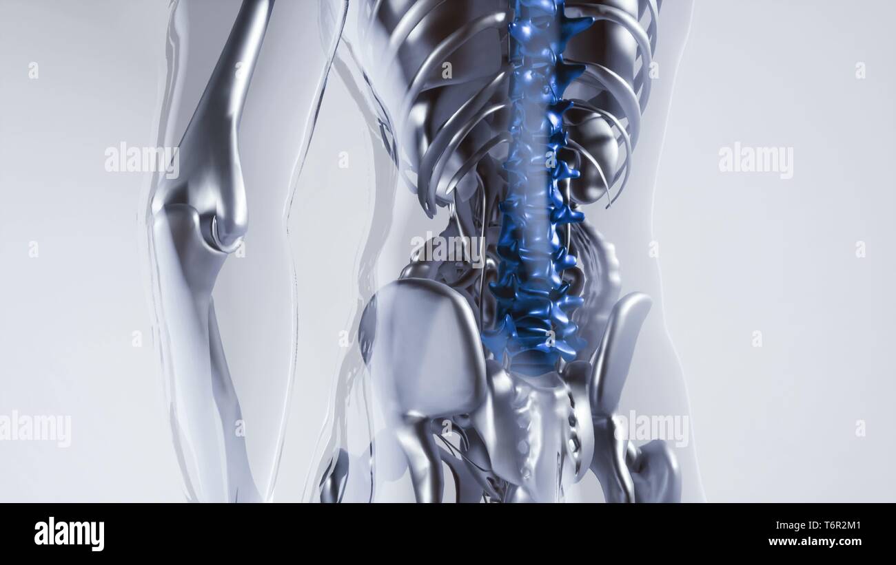 Human Spine Skeleton Bones Model with Organs Stock Photo - Alamy