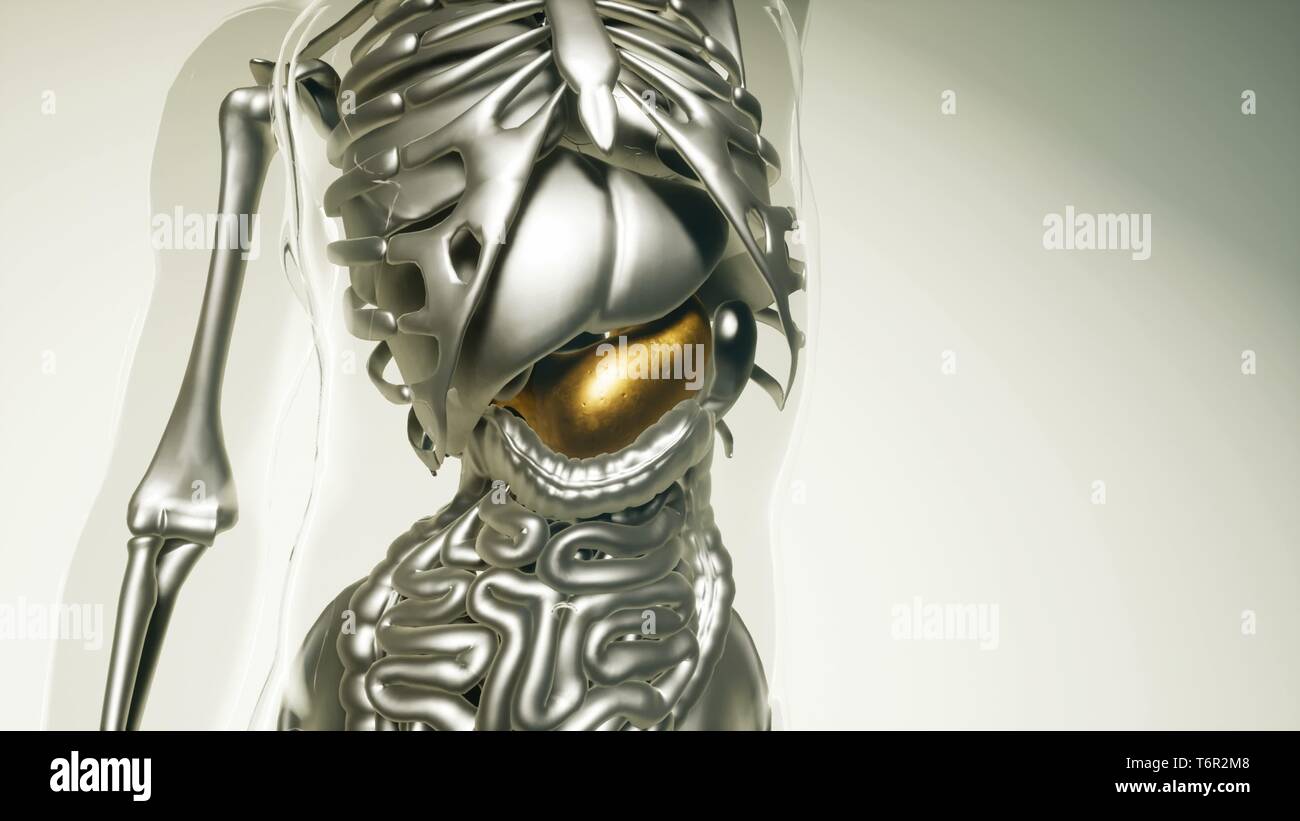 Human Stomach Model with all Organs and Bones Stock Photo - Alamy