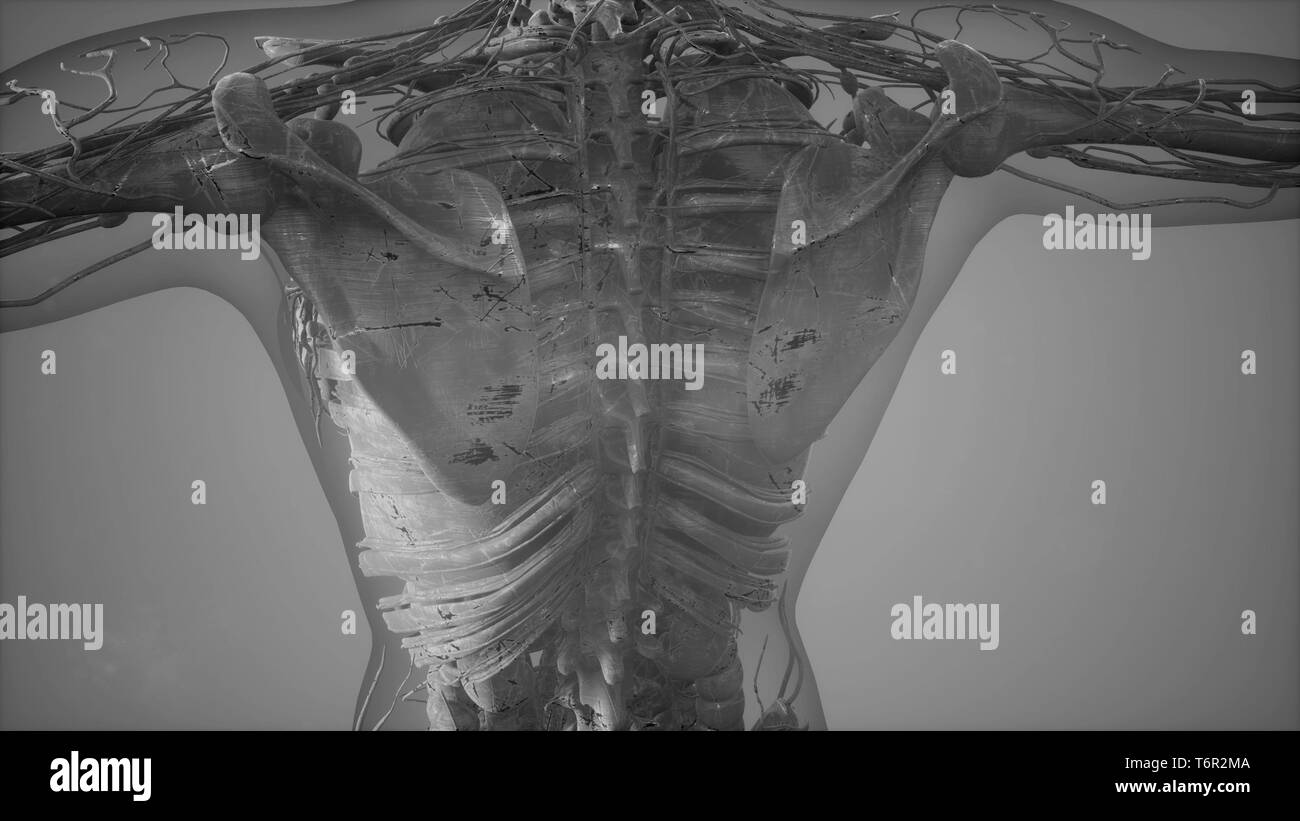 Human Body with Visible Skeletal Bones Stock Photo - Alamy