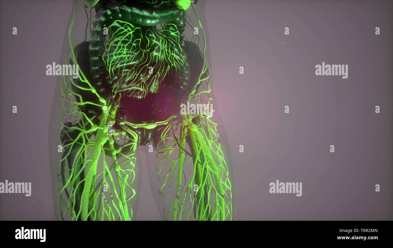 Human Body with Glow Blood Vessels Stock Photo - Alamy
