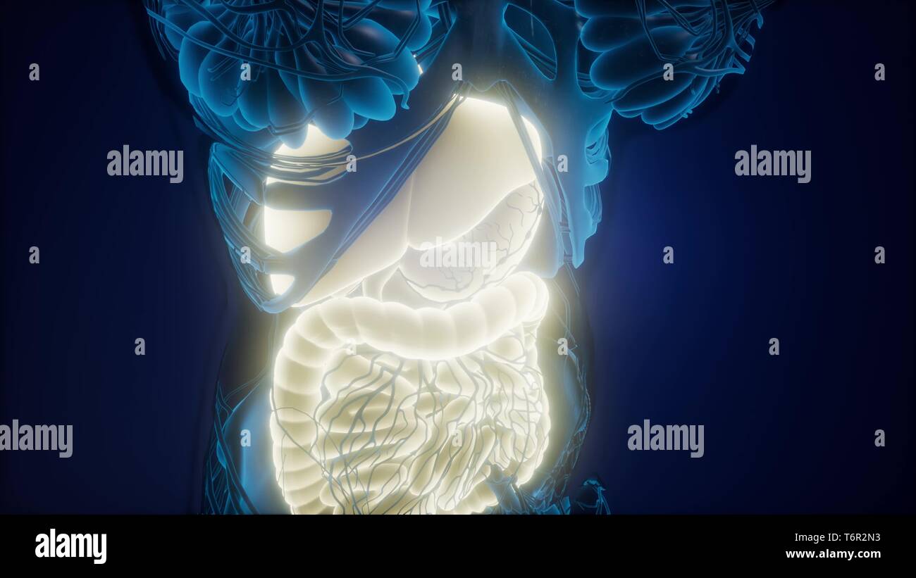 Human Body with Visible Digestive System Stock Photo - Alamy