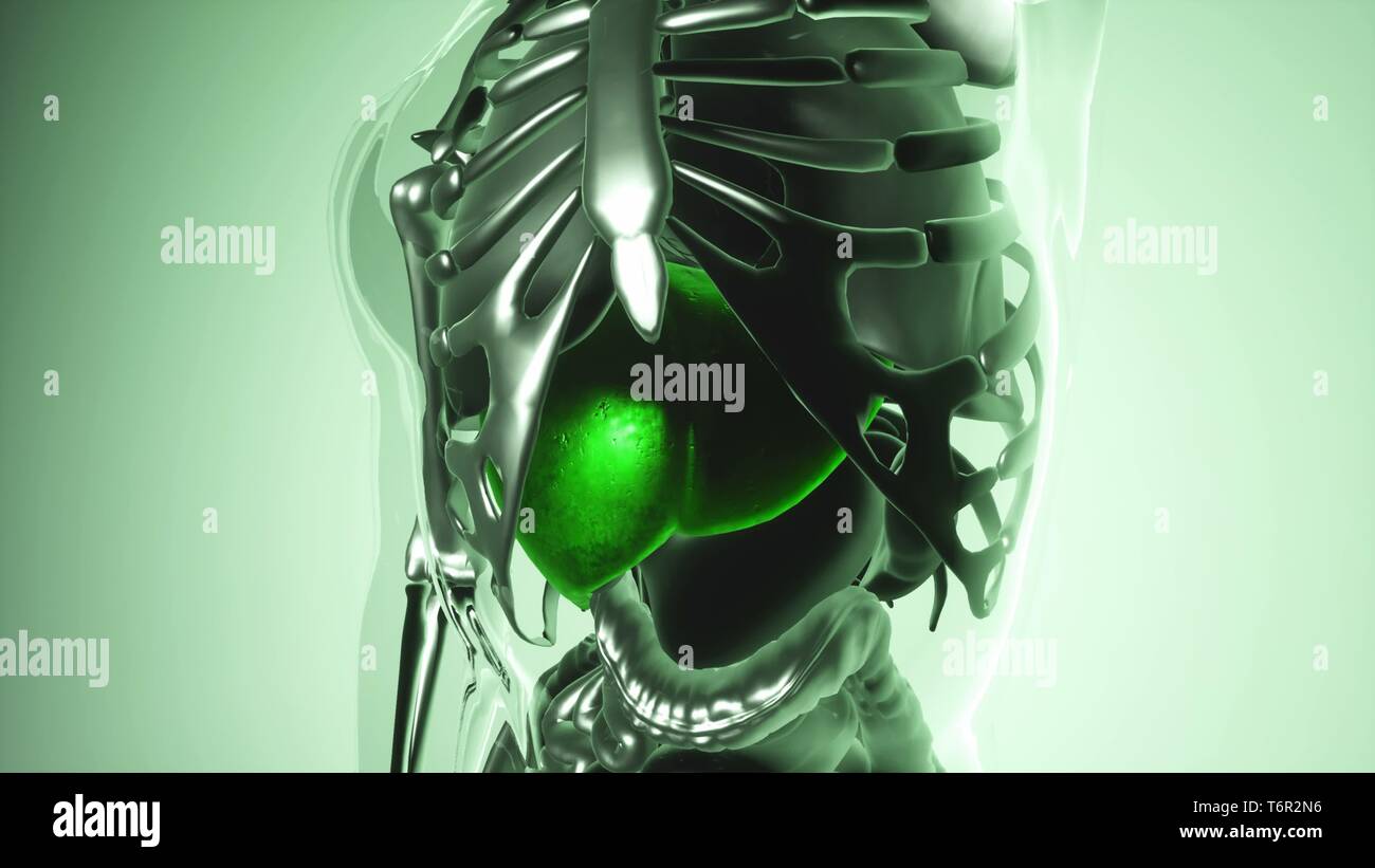 Human Liver Model with all Organs and Bones Stock Photo - Alamy