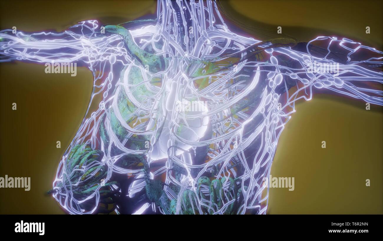 Human Body with Glow Blood Vessels Stock Photo - Alamy
