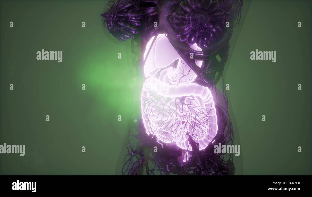 Human Body with Visible Digestive System Stock Photo - Alamy