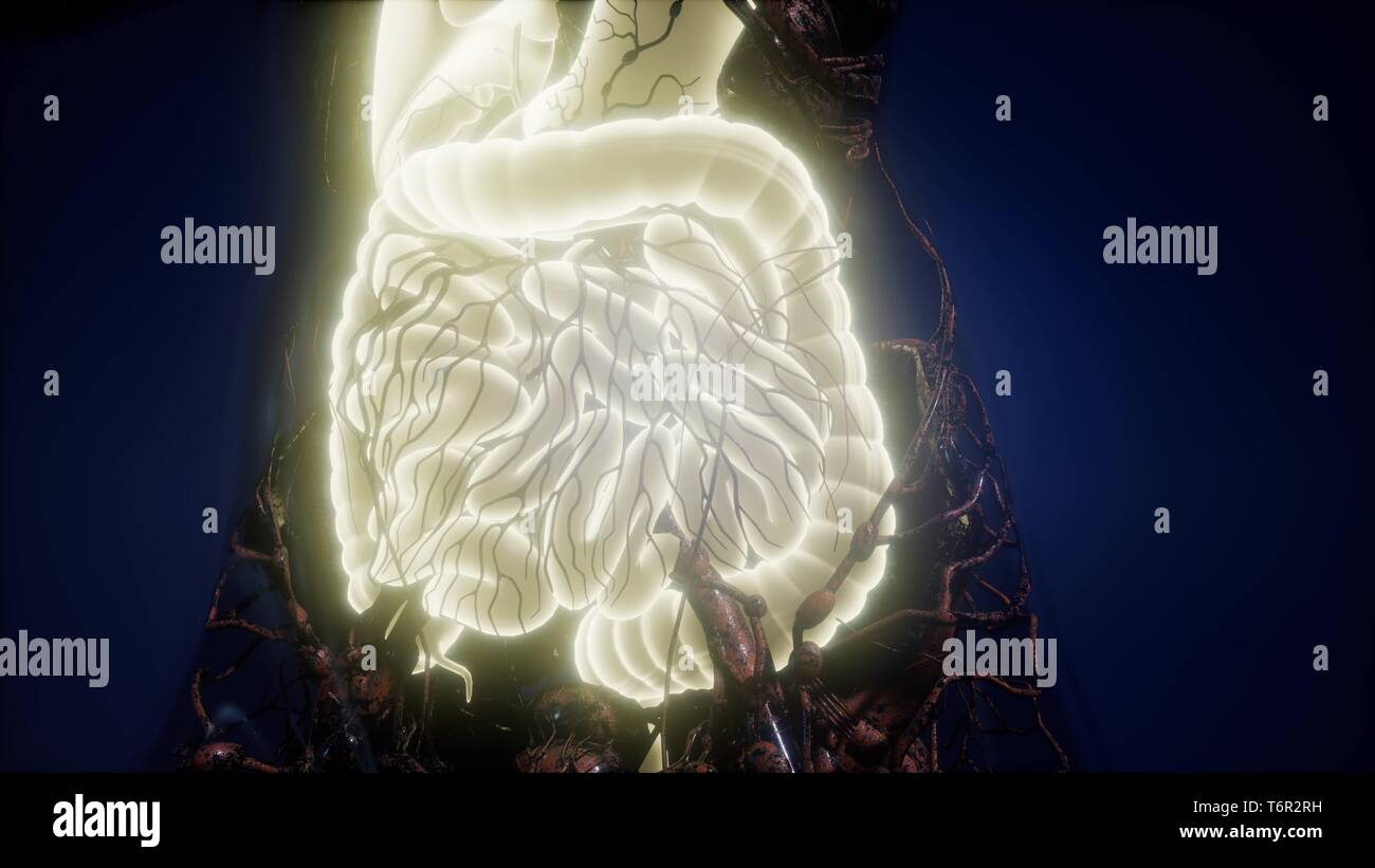 Human Body with Visible Digestive System Stock Photo - Alamy
