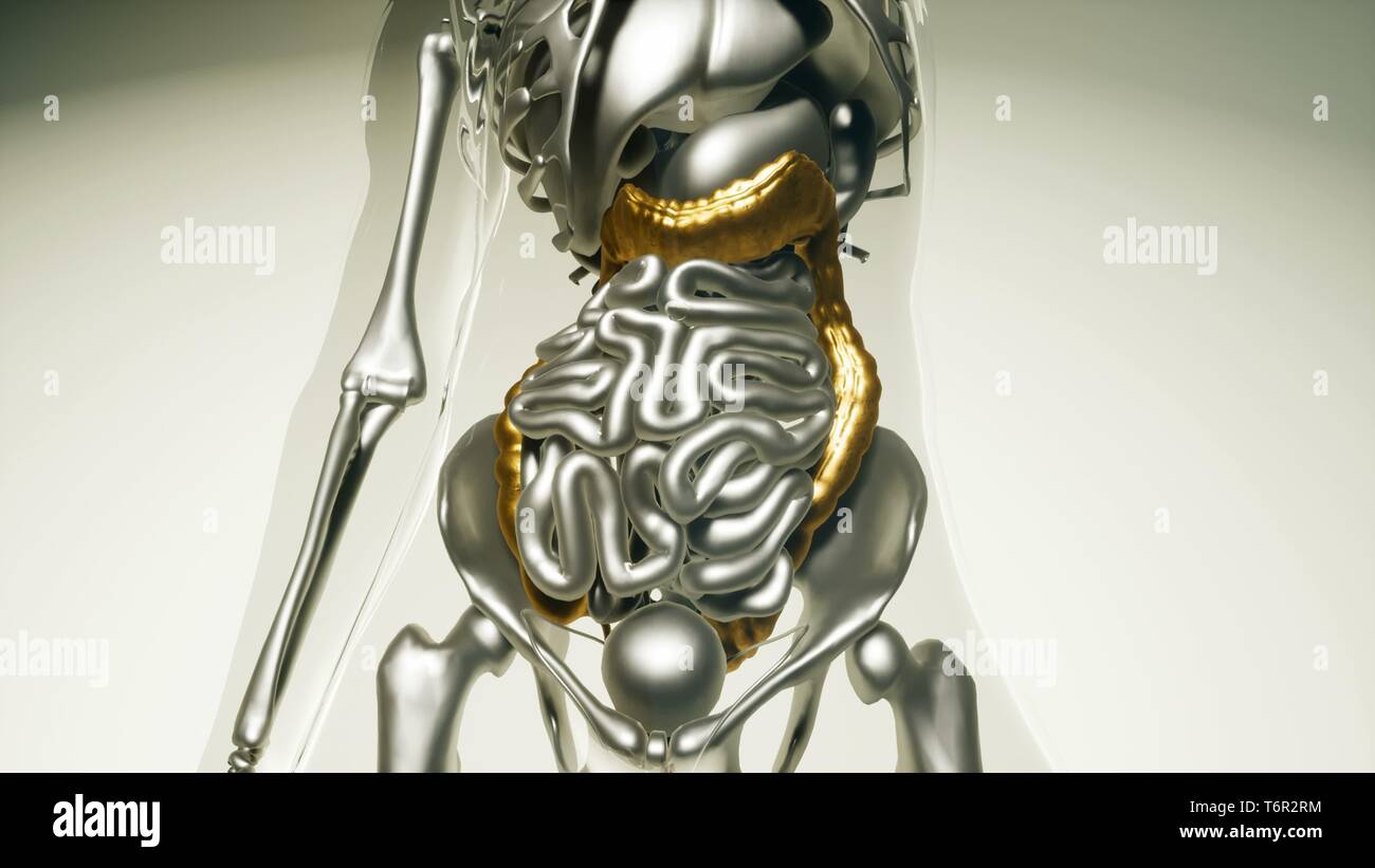 Human Colon Model with all Organs Stock Photo - Alamy