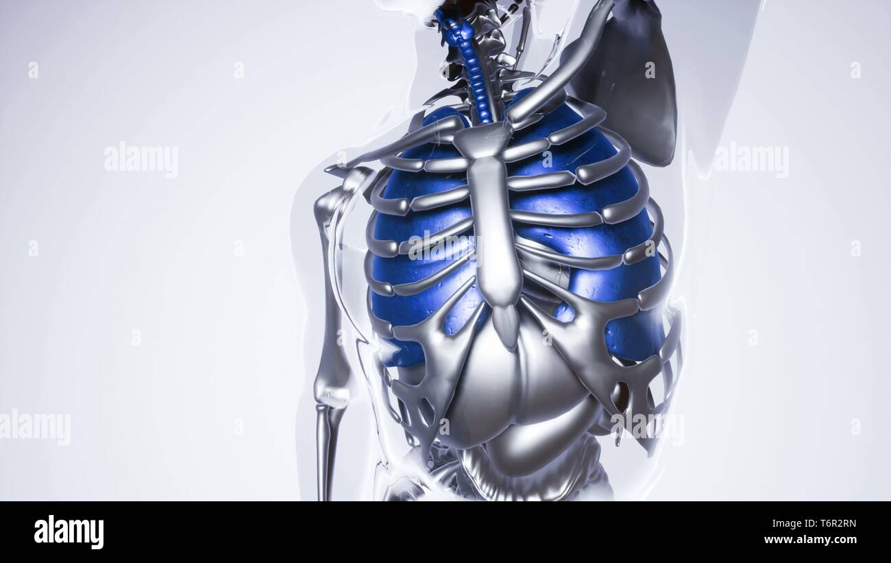 Human Lungs Model with all Organs and Bones Stock Photo - Alamy