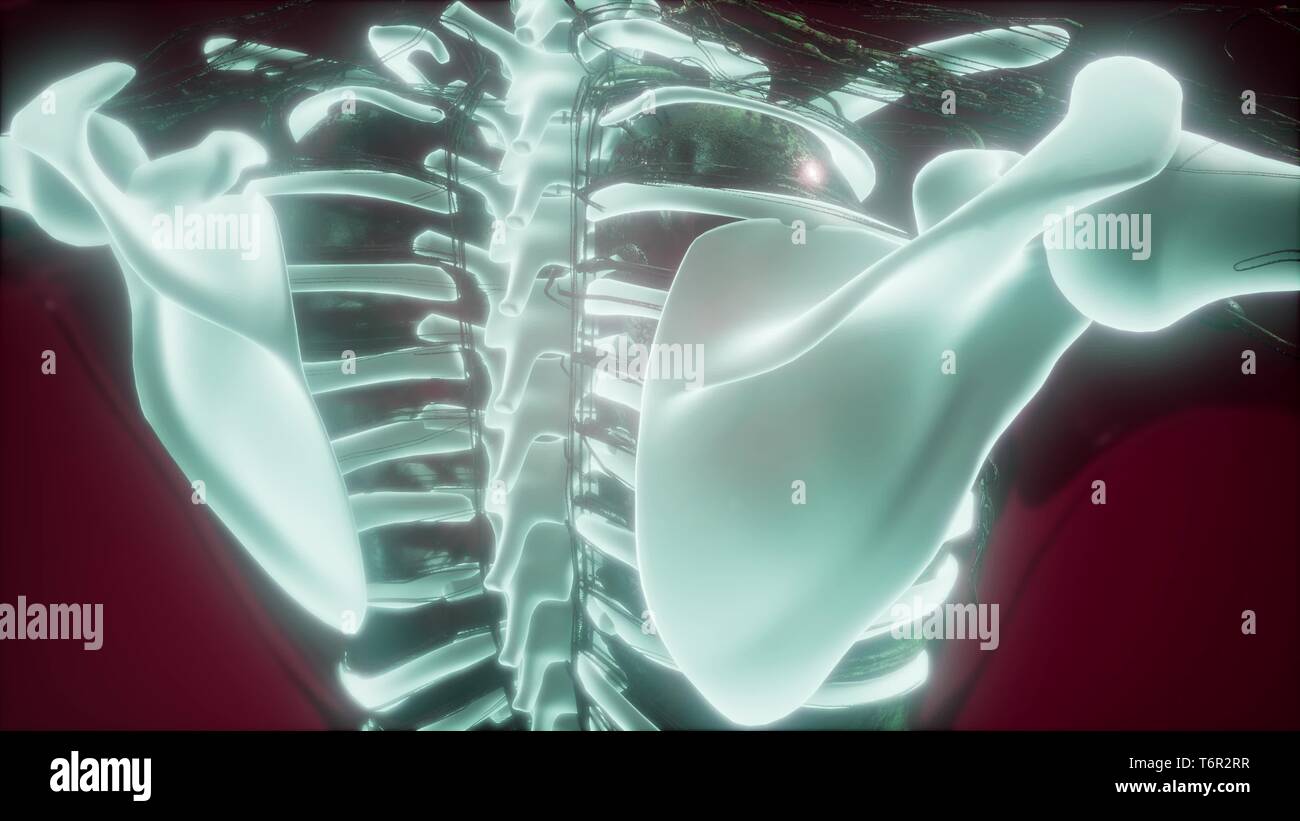 Human Body with Visible Skeletal Bones Stock Photo - Alamy