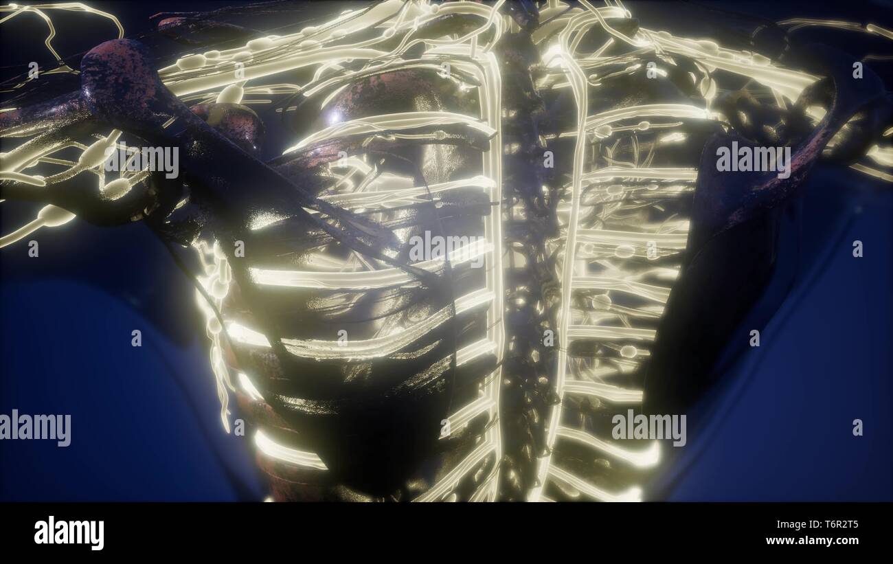 Human Body with Glow Blood Vessels Stock Photo - Alamy