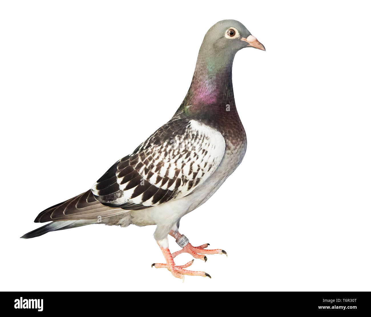 full body of speed racing pigeon isolated white background Stock Photo ...