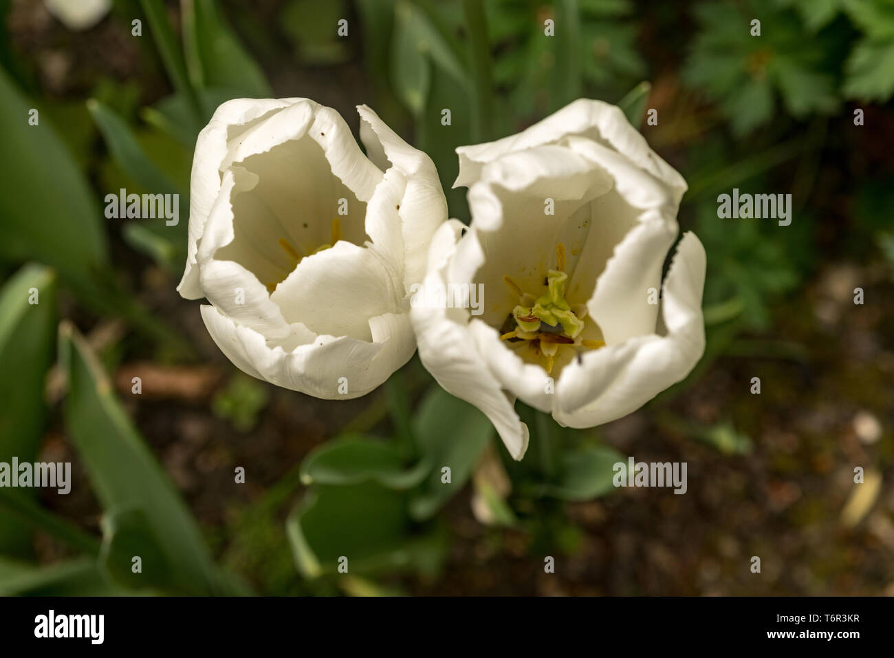 Tulipa hakuun hi-res stock photography and images - Alamy