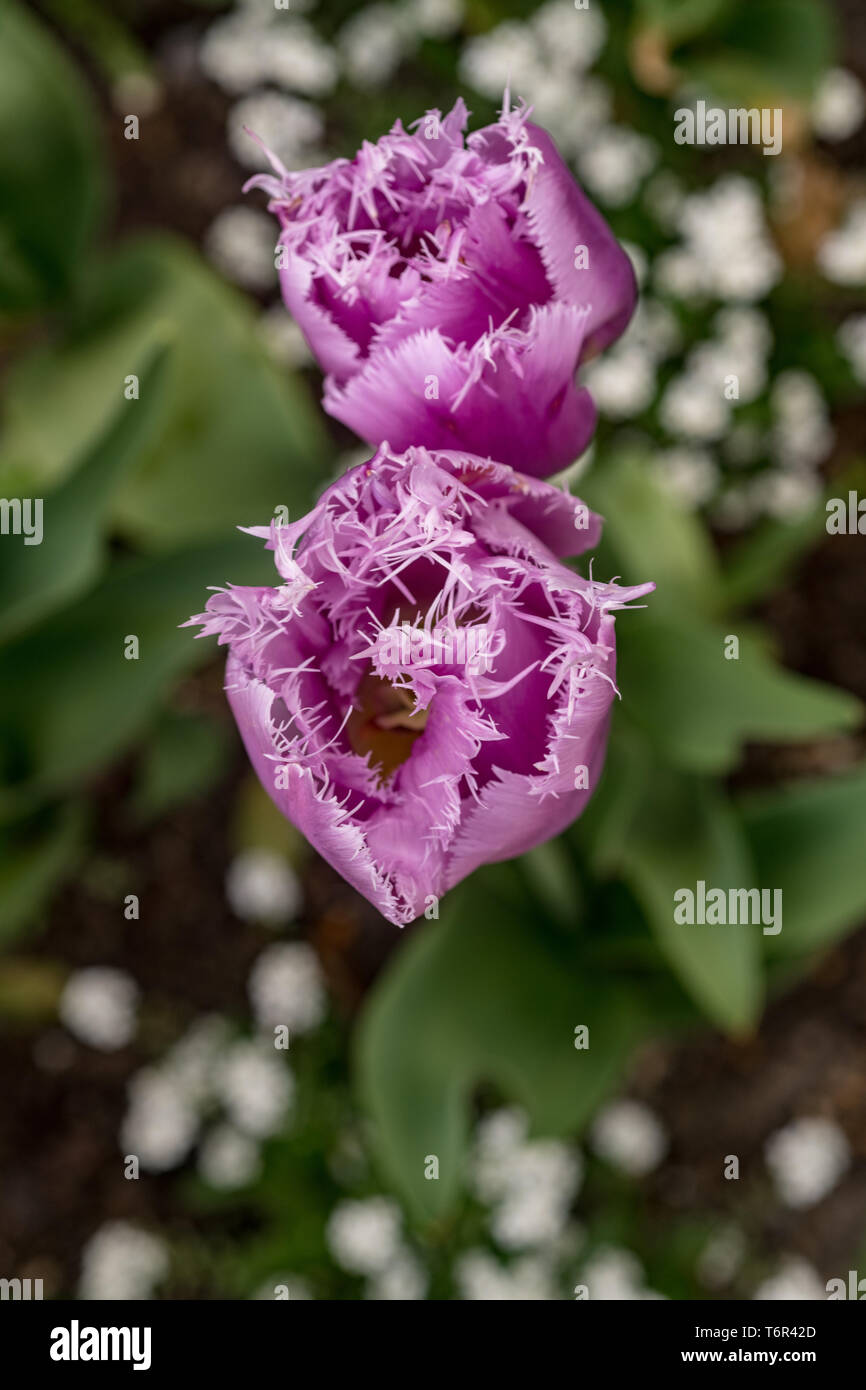 Crystal tulip hi-res stock photography and images - Alamy