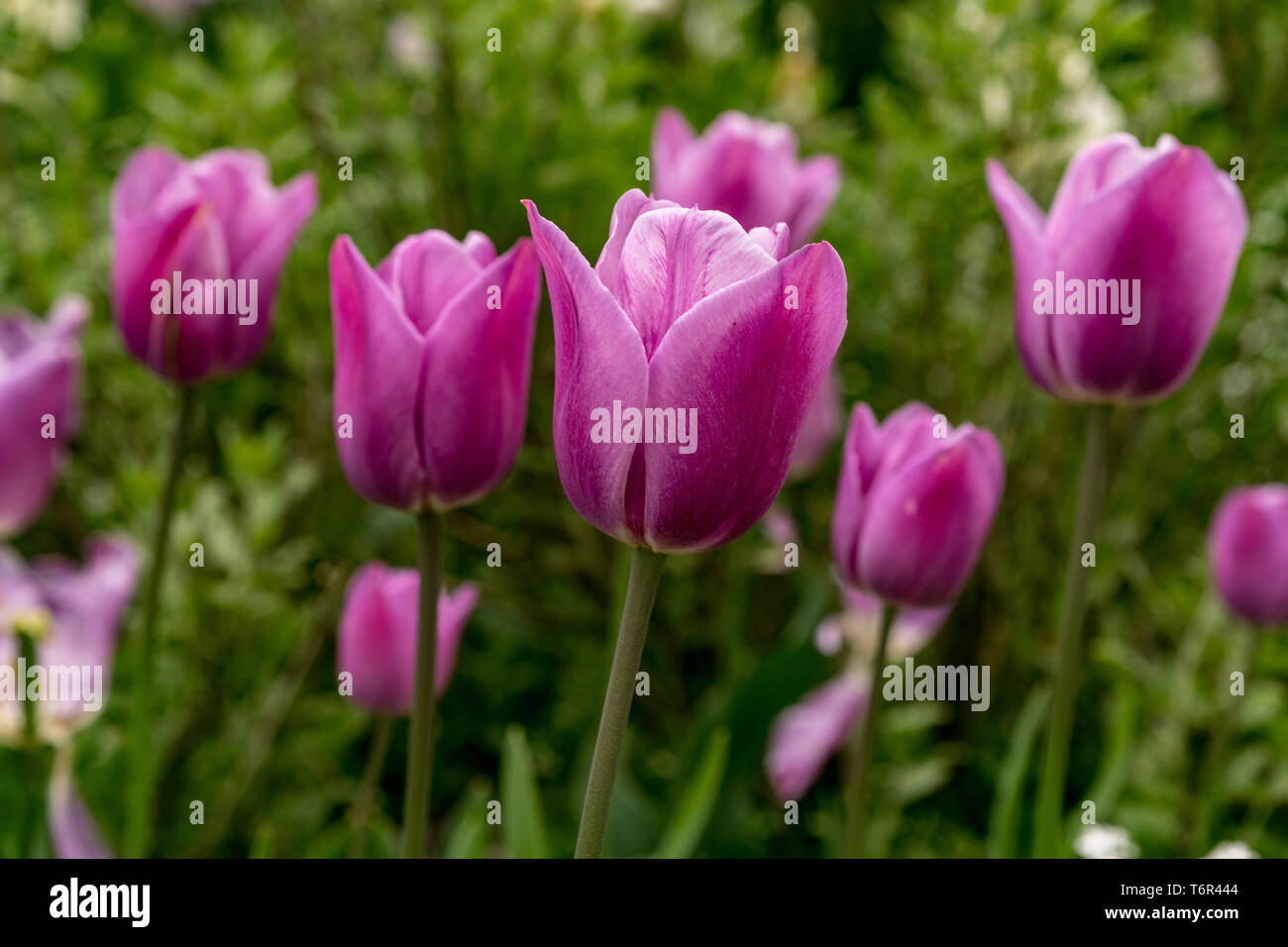 Tulip Magic Lavender Stock Photo - Alamy