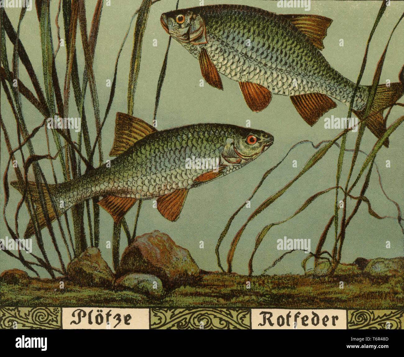 roach (left) and rudd (right), 1908 Stock Photo - Alamy