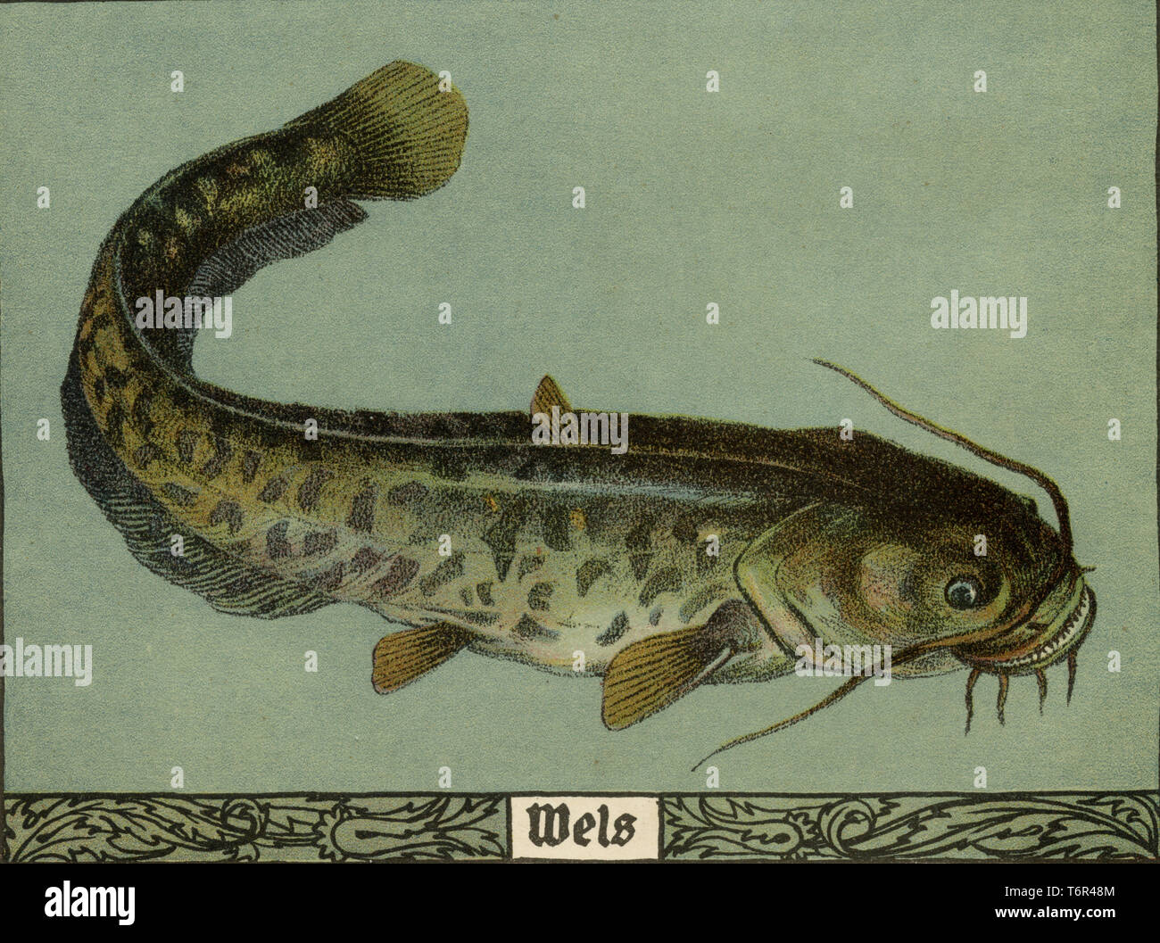 Silure hi-res stock photography and images - Alamy