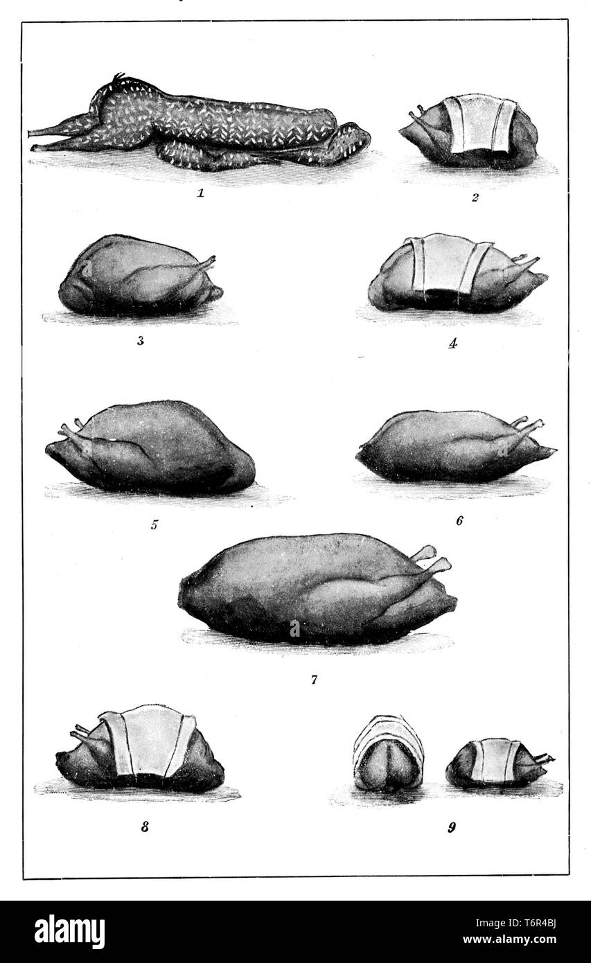 Different poultry Black and White Stock Photos & Images - Alamy