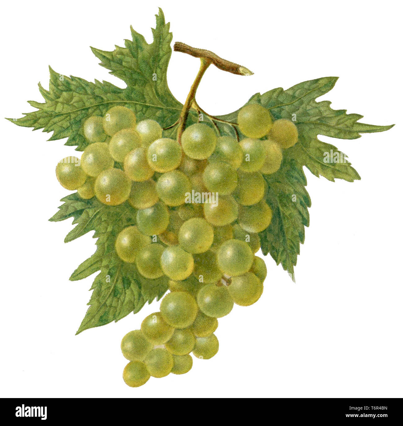 Anciennes varietes de fruits hi-res stock photography and images - Alamy