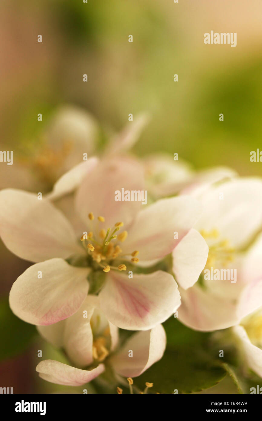 Time lapse scene spring in hi-res stock photography and images - Alamy