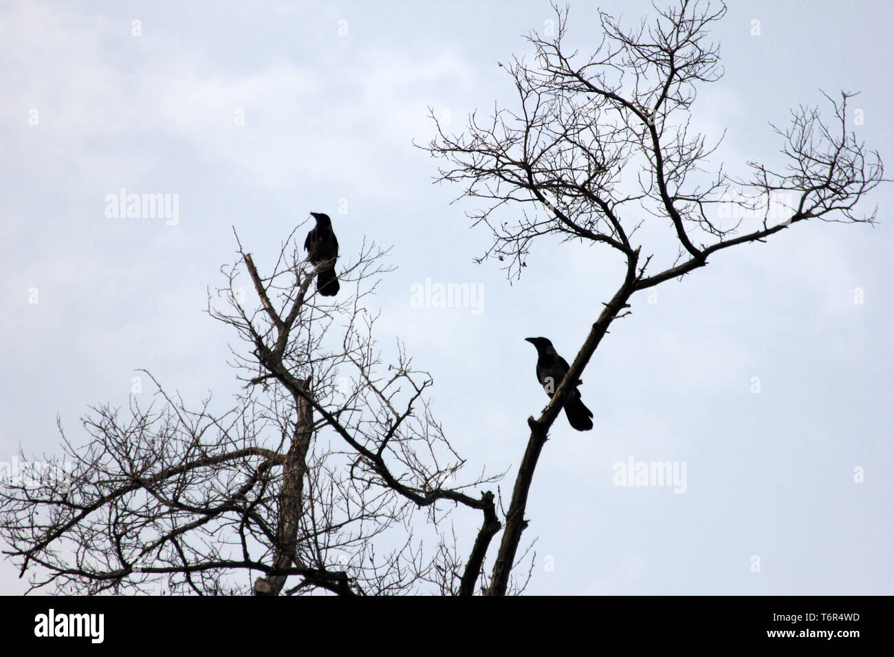 crows in tree branch Stock Photo - Alamy