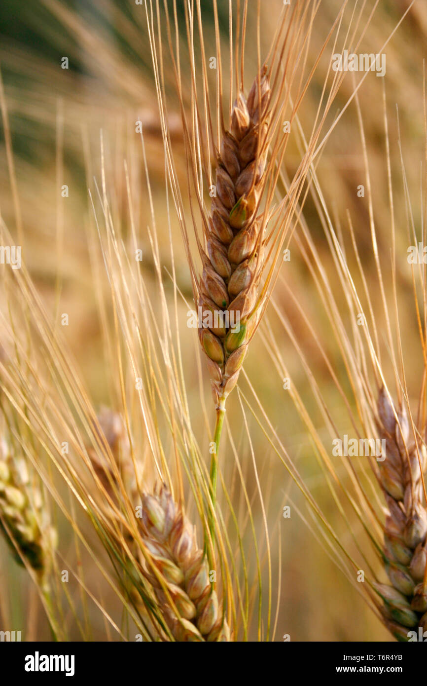 Gold toned wheat grain hi-res stock photography and images - Alamy