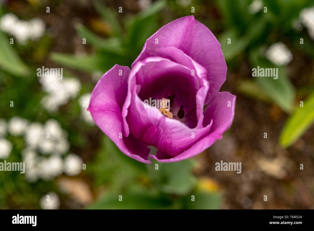 Tulip Magic Lavender Stock Photo - Alamy