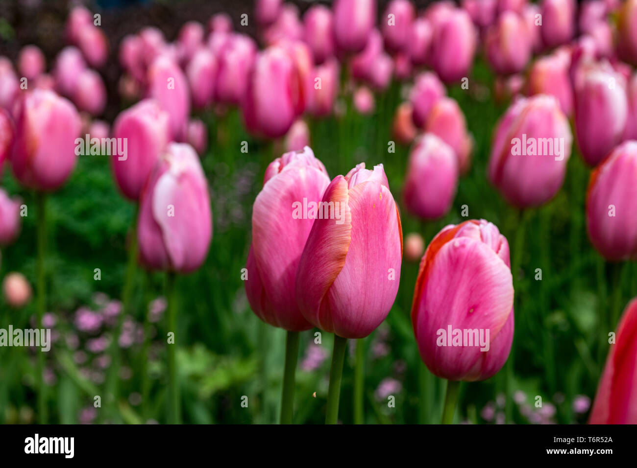 Tulip Menton High Resolution Stock Photography and Images - Alamy